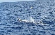 Balloon Fishing For Sailfish | Blog